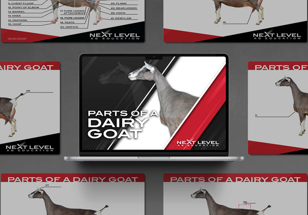 Dairy Goat Anatomy PowerPoint/Keynote Digital Download - Next Level ...