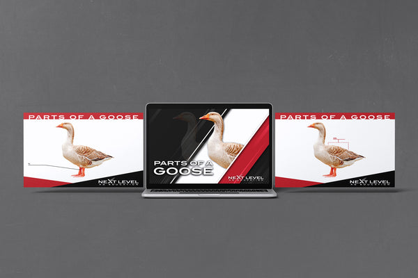 Goose Anatomy PowerPoint/Keynote Digital Download - Next Level ...
