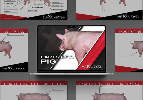 Pig Anatomy PowerPoint/Keynote Digital Download - Next Level Livestock ...