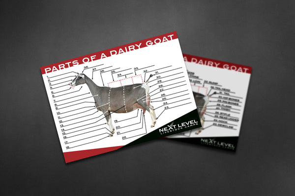 Interactive Dairy Goat Anatomy Teaching Chart - 40” x 30” - Next Level ...