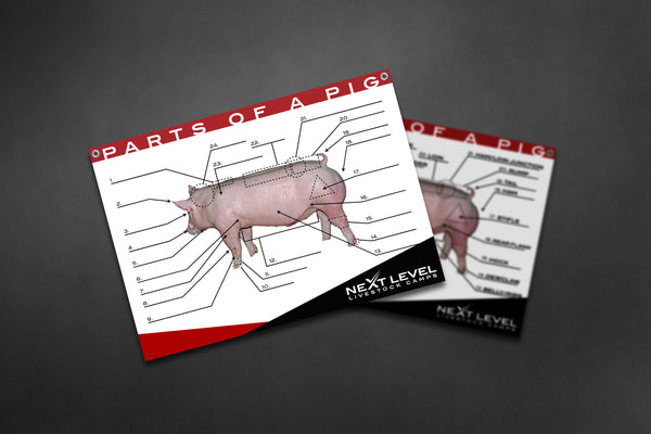 Interactive Pig Anatomy Teaching Chart - 40” x 30” - Next Level ...