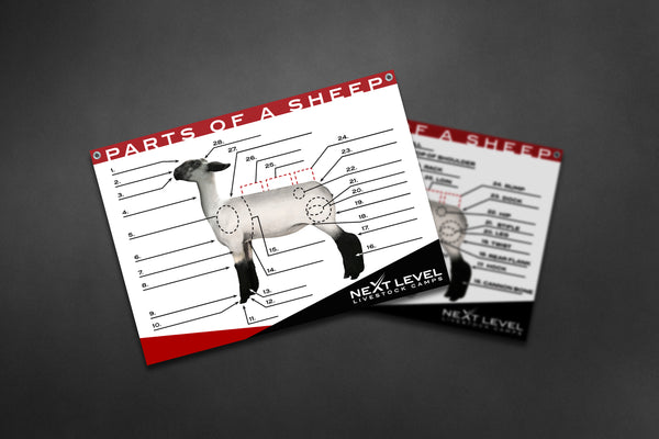 Interactive Sheep Anatomy Teaching Chart - 40” x 30” - Next Level ...