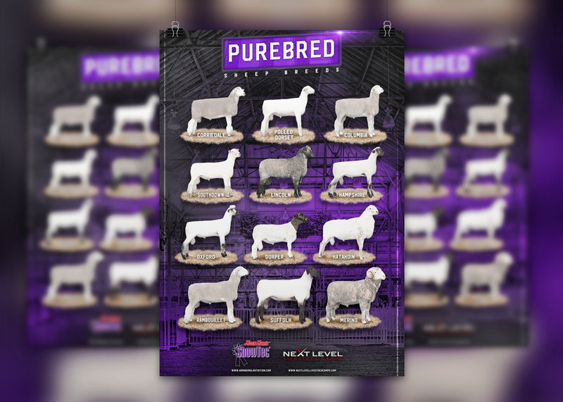 Sheep Breed Poster/Banner - Next Level Livestock Camps